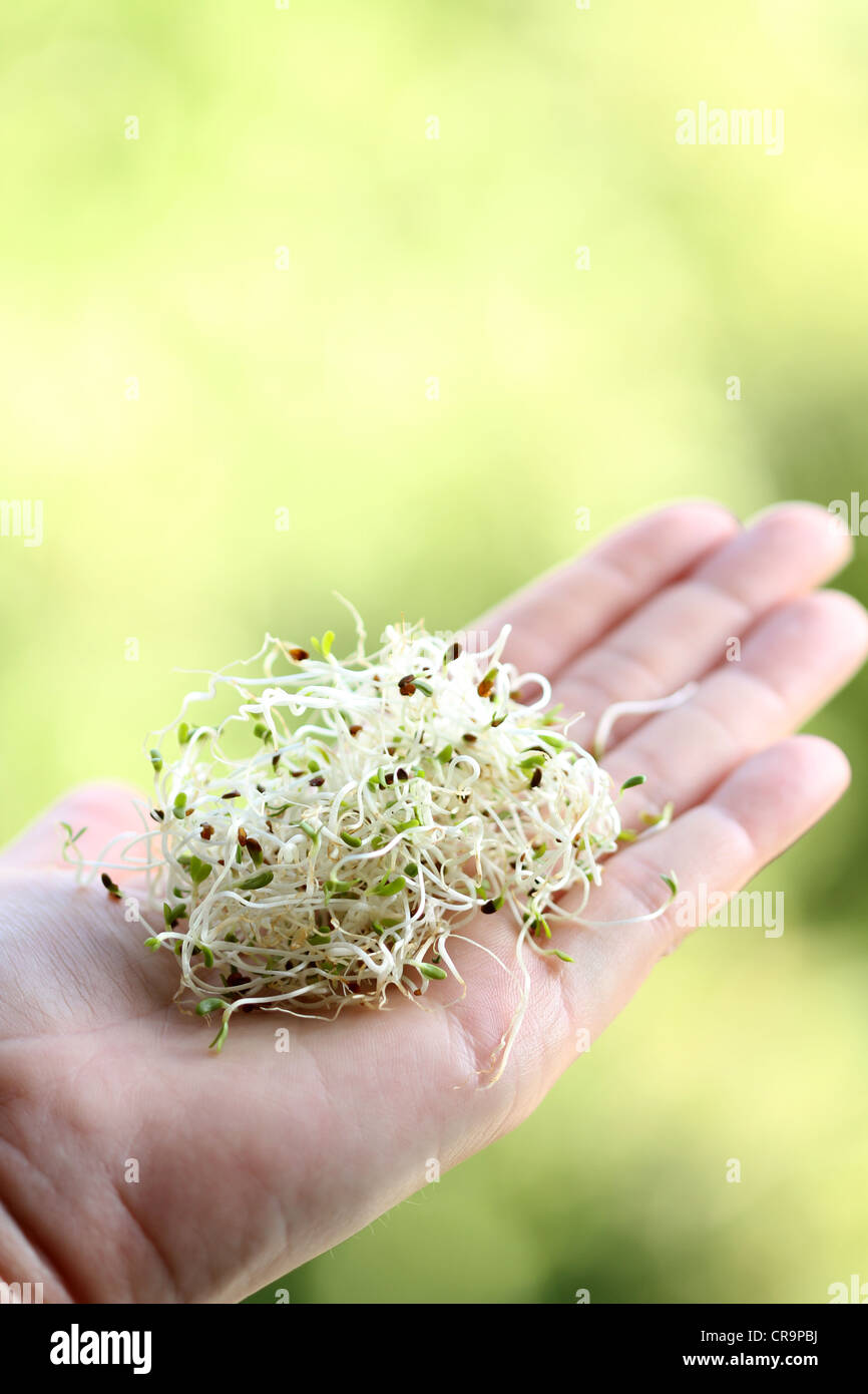Medicago seed hi-res stock photography and images - Alamy