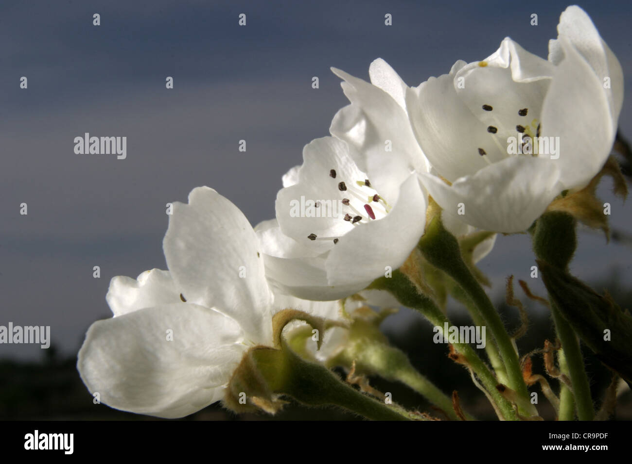 Picture: Steve Race - The flower of the Conference Pear (Pyrus communis ...