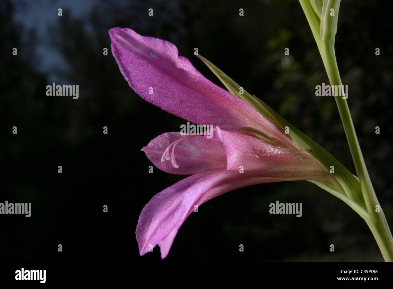 Gladiolus gladiolus communis flower hi-res stock photography and images ...