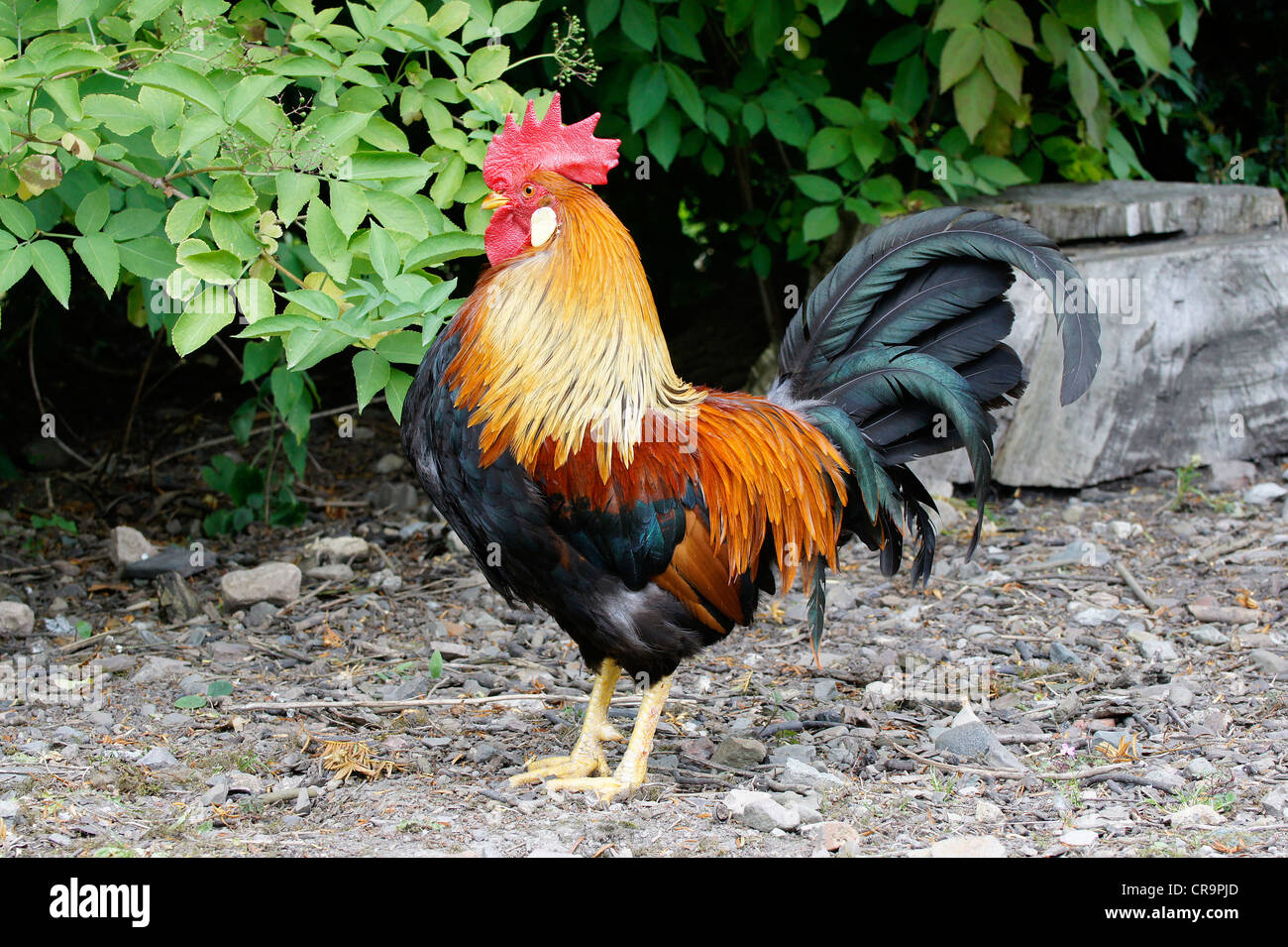 Bantam cockerel hi-res stock photography and images - Alamy