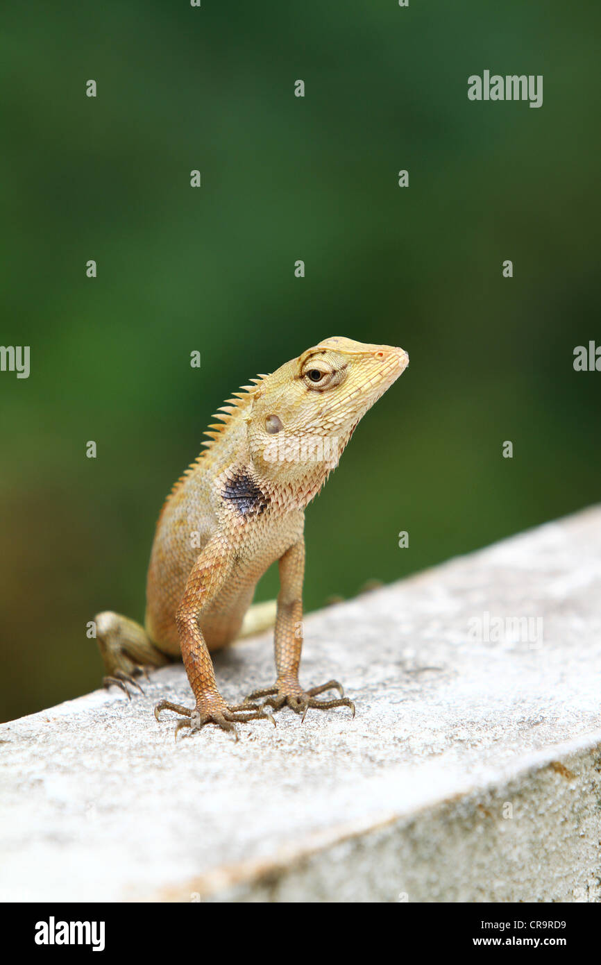 Portrait of lizard on wall Stock Photo - Alamy
