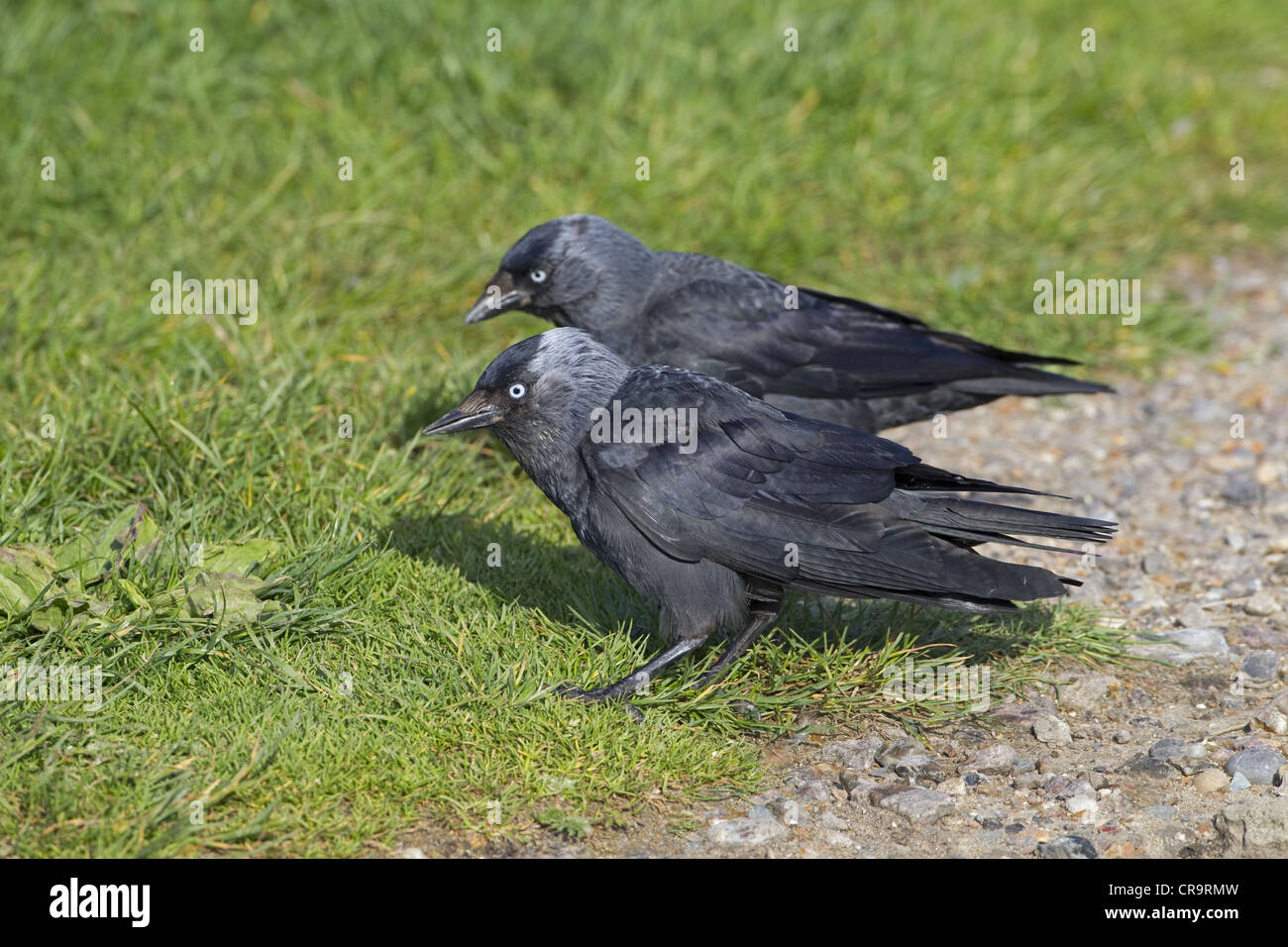 Jackdaws Corvus monedula feeding on ground Stock Photo - Alamy
