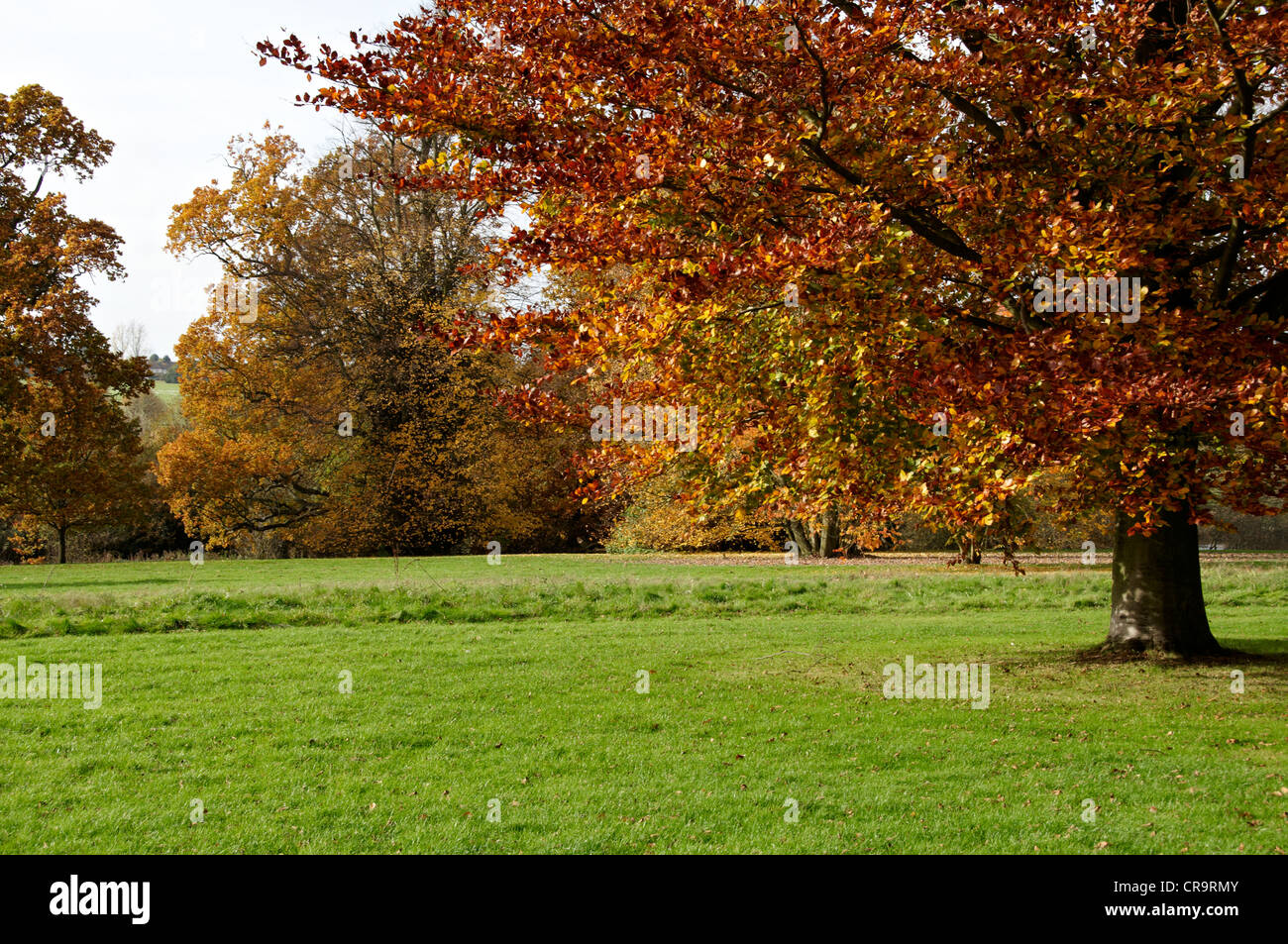 Trees in a park in Autumn Stock Photo - Alamy
