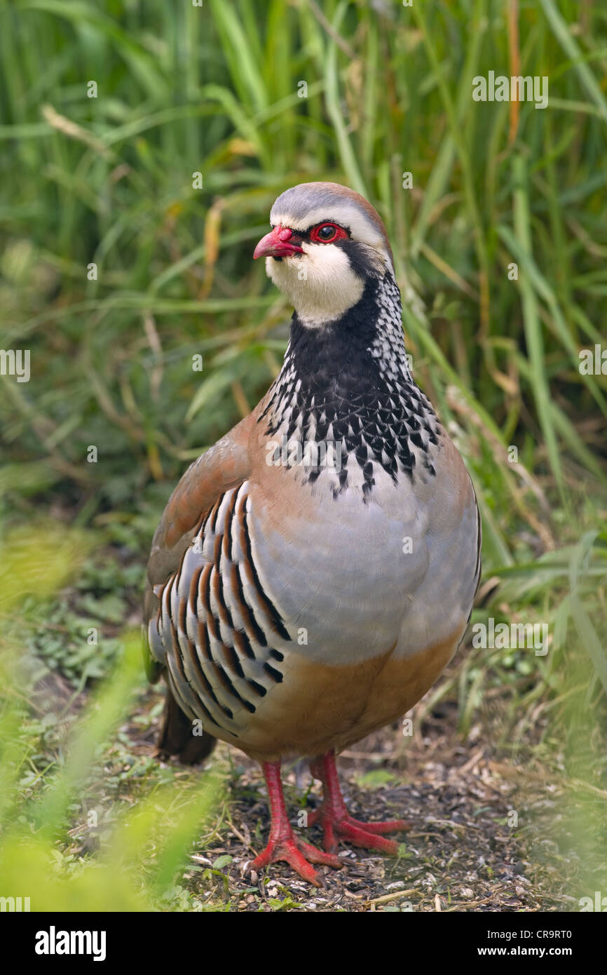 Red-legged Partridge Alectoris rufa feeding in meadow Stock Photo - Alamy