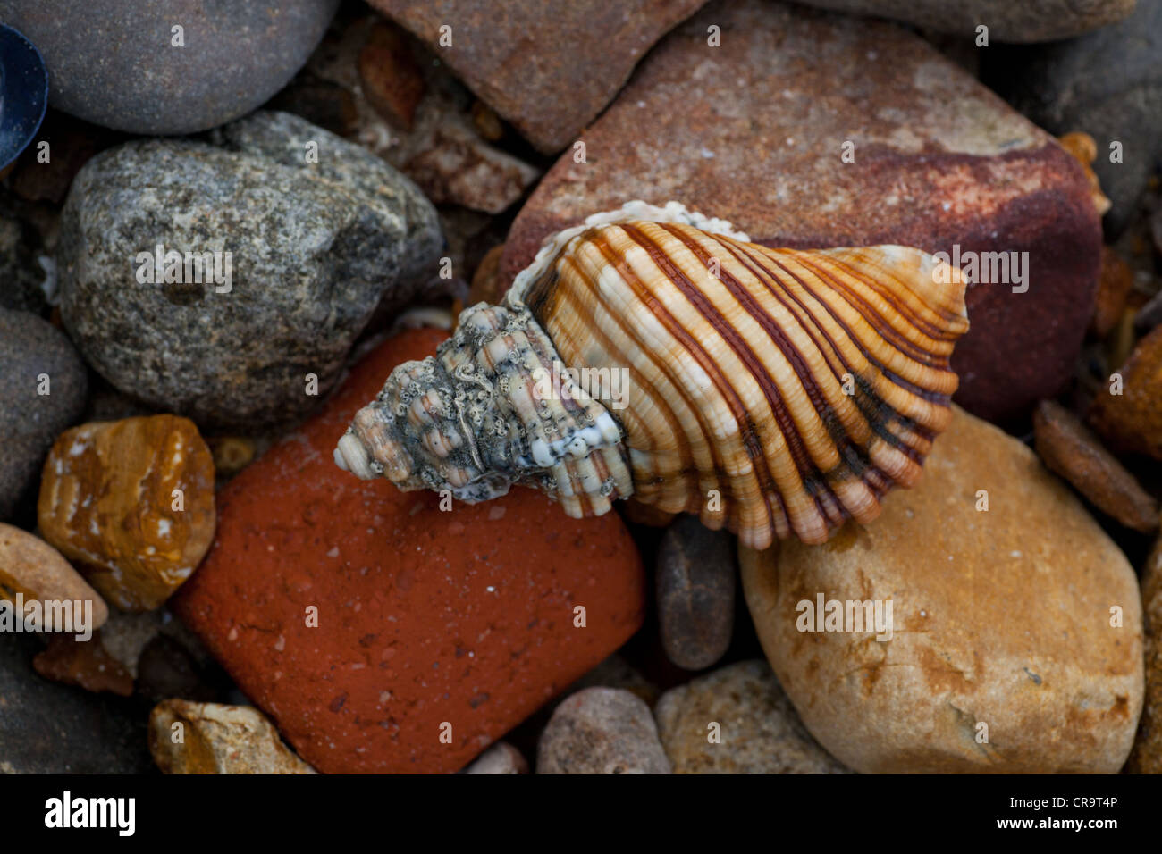 Striped seashell on pebbles, Tasmania, Australia Stock Photo - Alamy