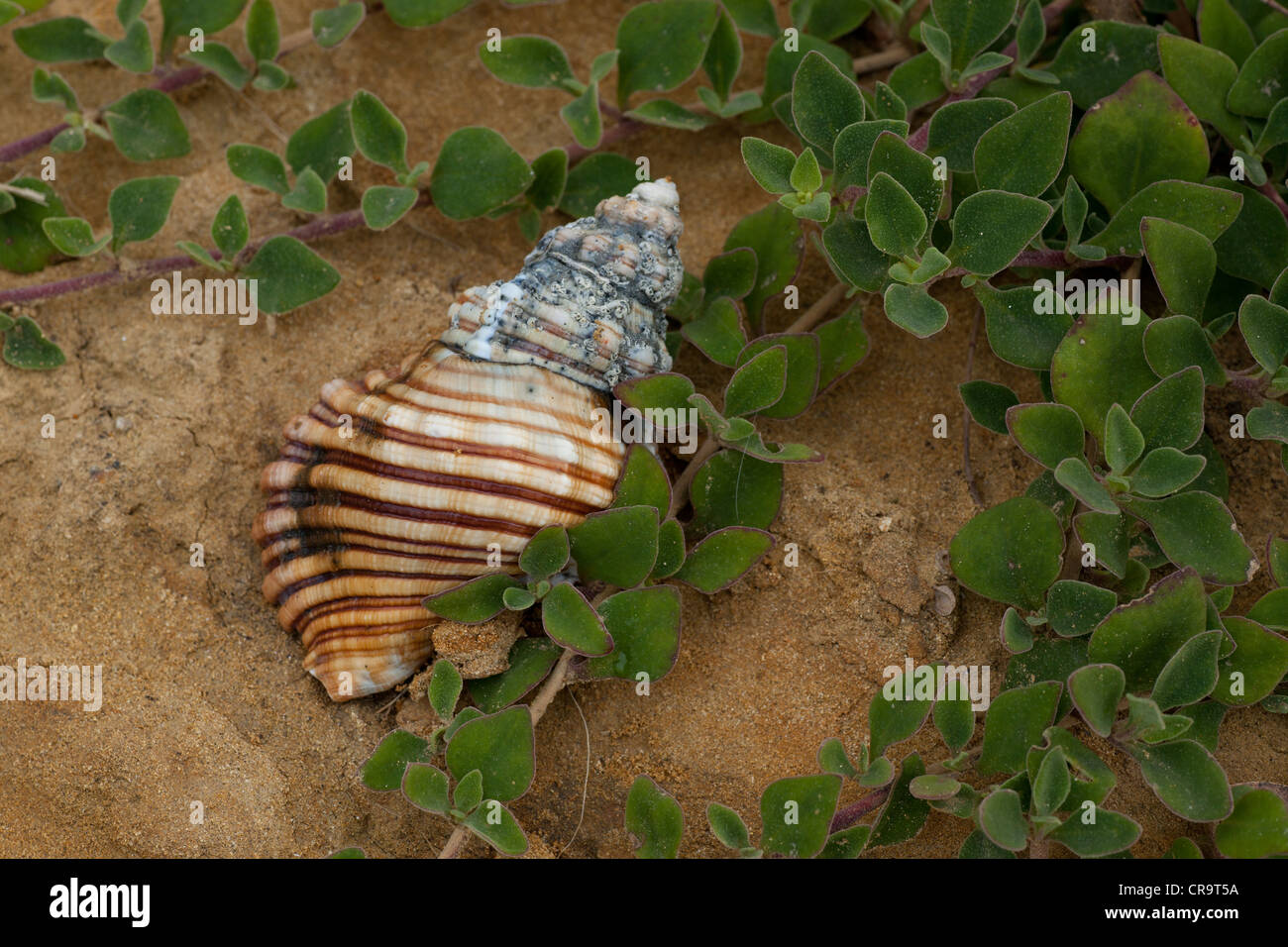 Seashell and branch hi-res stock photography and images - Alamy