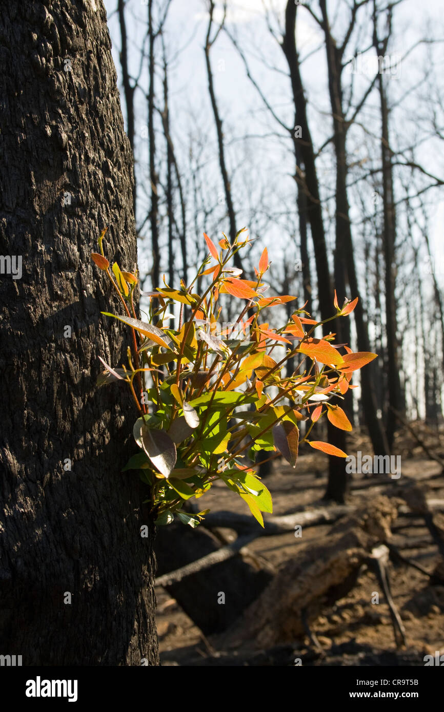 Results of a major bushfire Stock Photo - Alamy