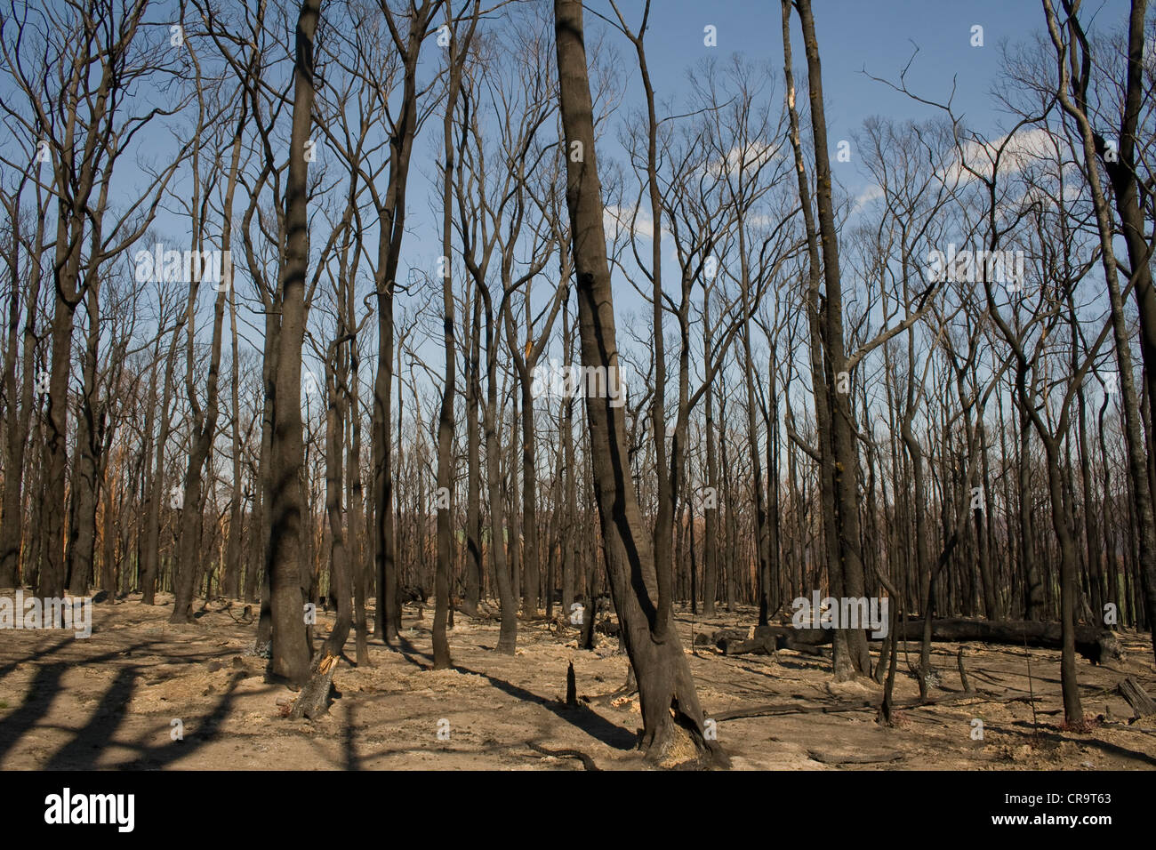 Results of a major bushfire Stock Photo - Alamy