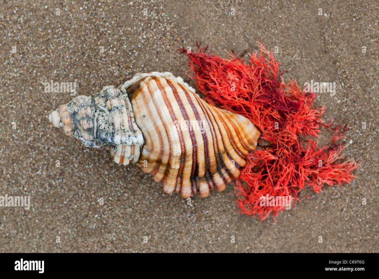 Striped seashell with seaweed on sand, Tasmania, Australia Stock Photo ...
