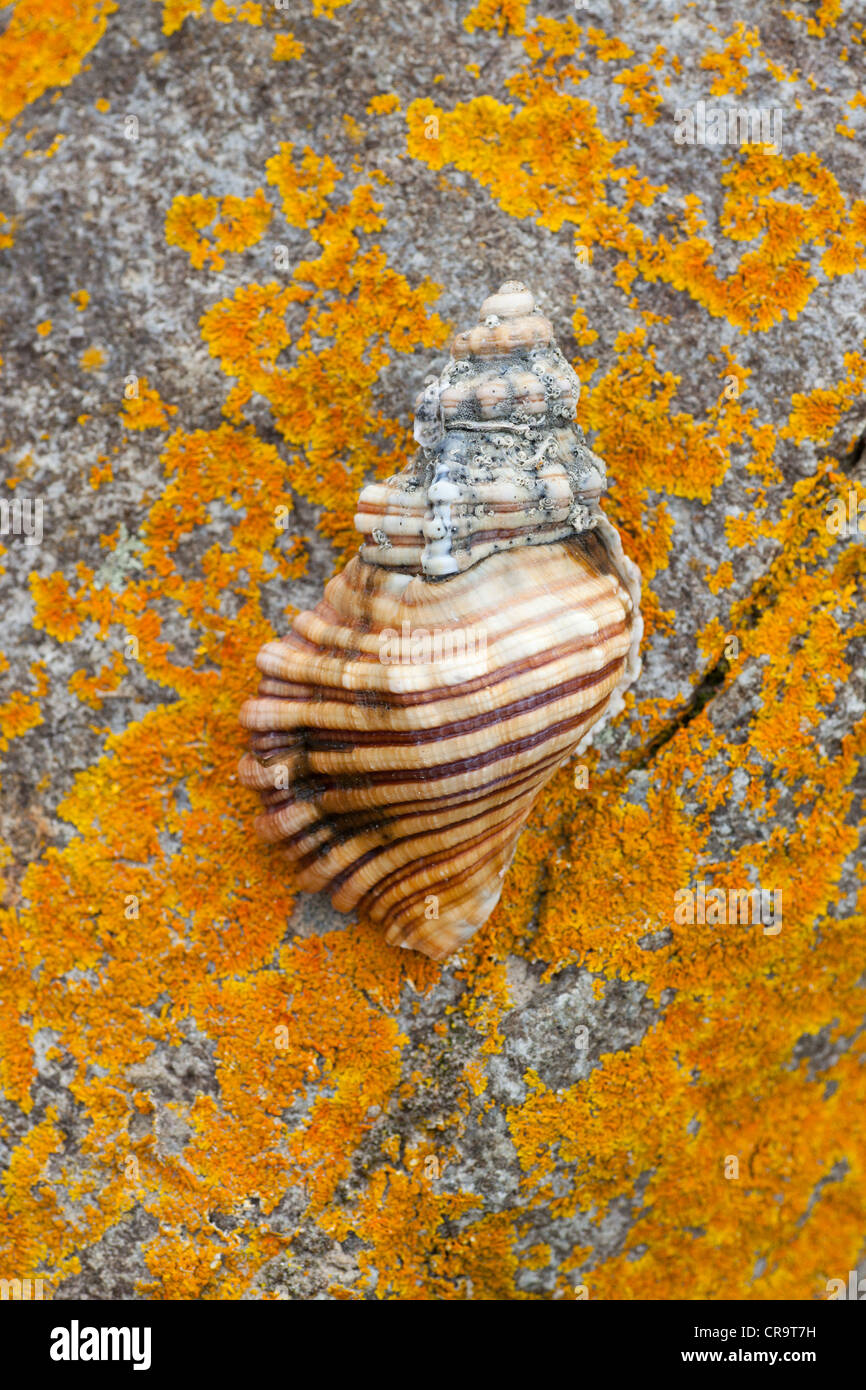 Spiral seashell on lichen covered rough surface, Tasmania, Australia ...