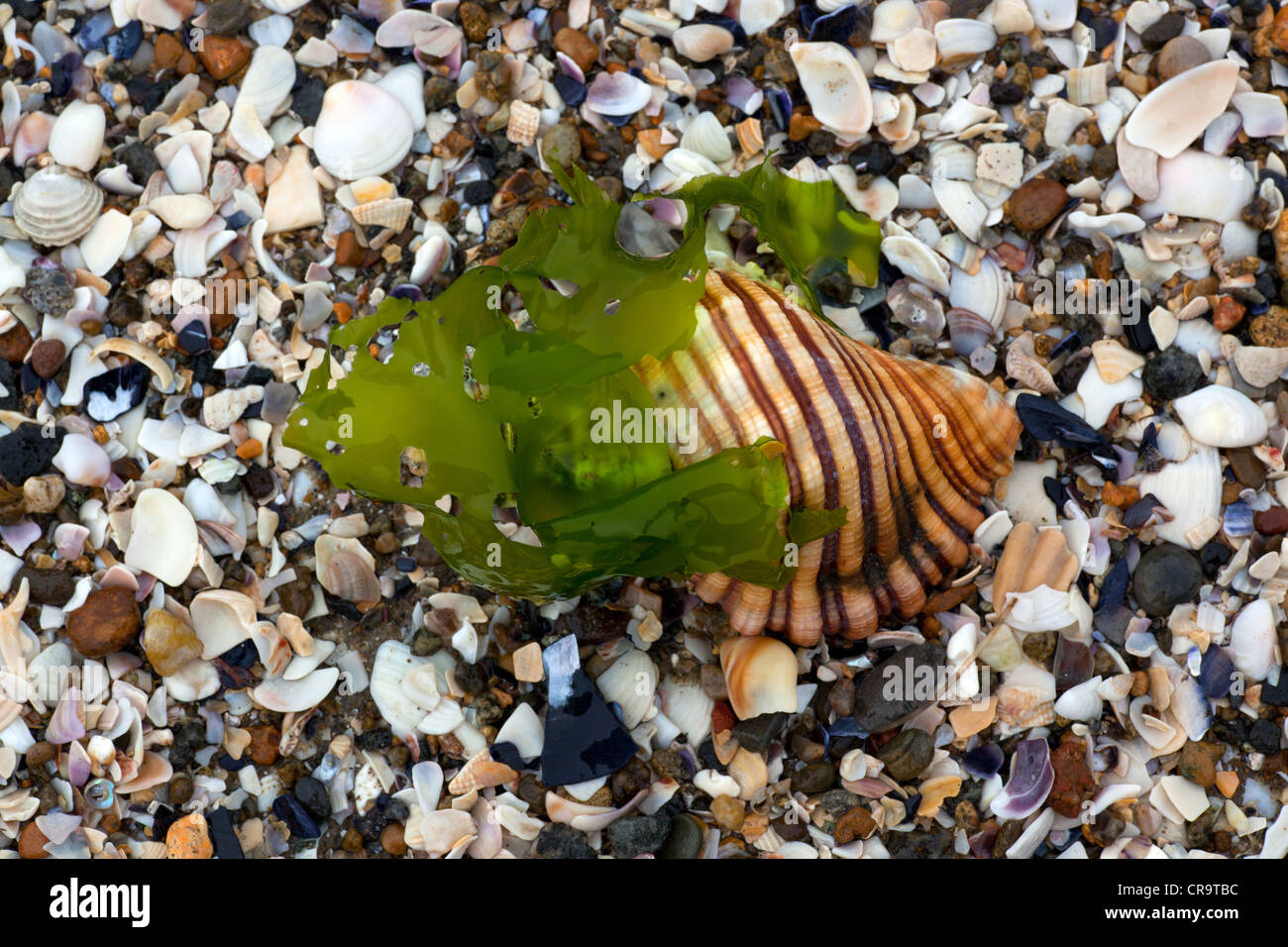 Striped seashell on broken shell pieces, Tasmania, Australia Stock ...