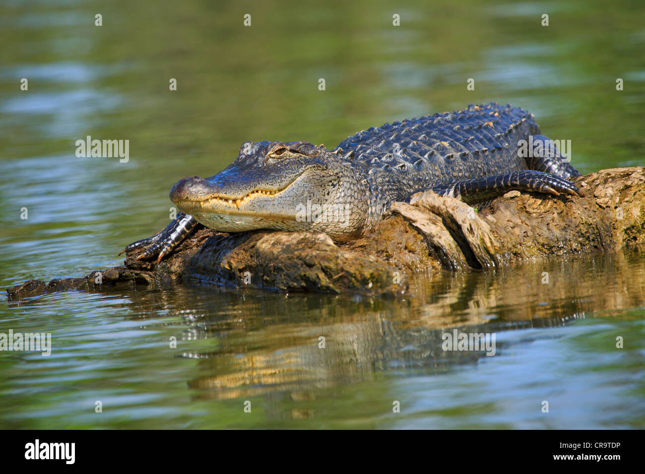 Male alligator, Alligator mississippiensis. Male alligator resting on a ...