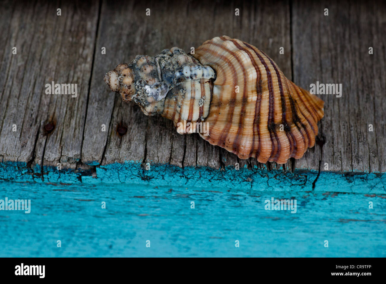 Seashell on wooden surface, Tasmania, Australia Stock Photo - Alamy
