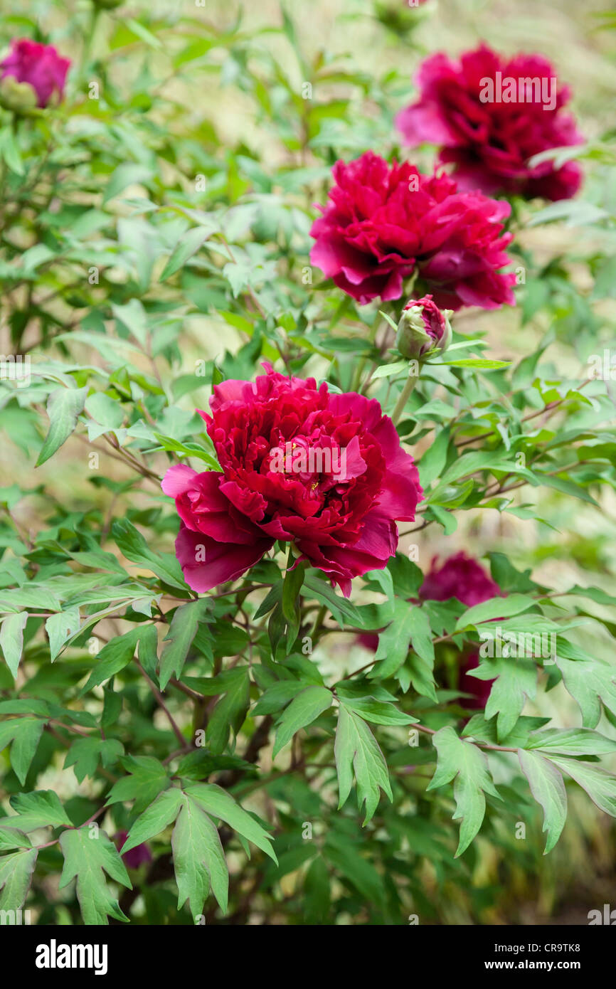 Japanese tree peony hi-res stock photography and images - Alamy