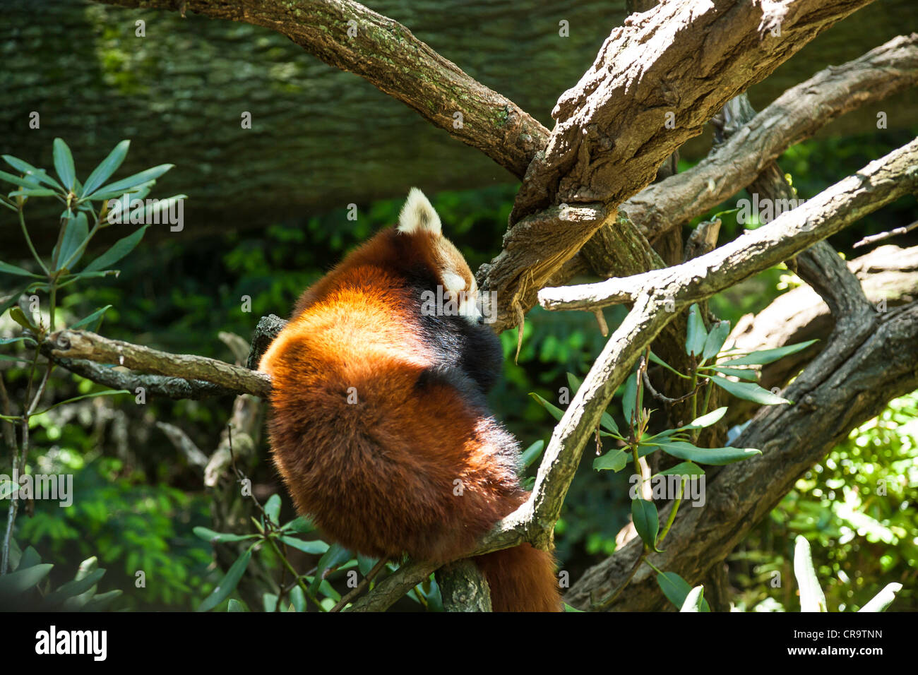 The Bronx Zoo, Red Panda area, Wildlife Conservation Society, Bronx ...