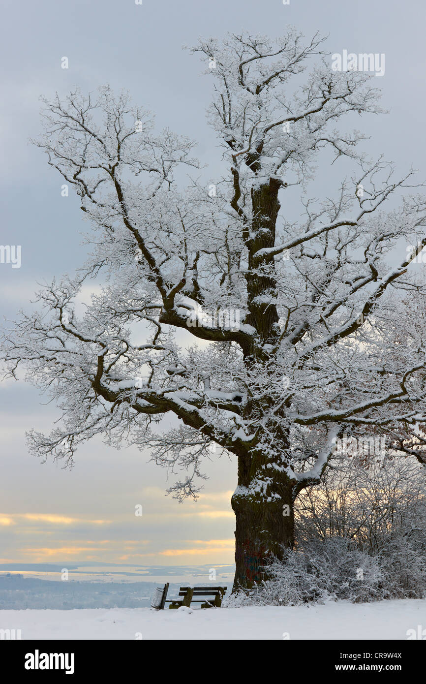 Snow Covered Oak Tree Stock Photos & Snow Covered Oak Tree Stock Images ...