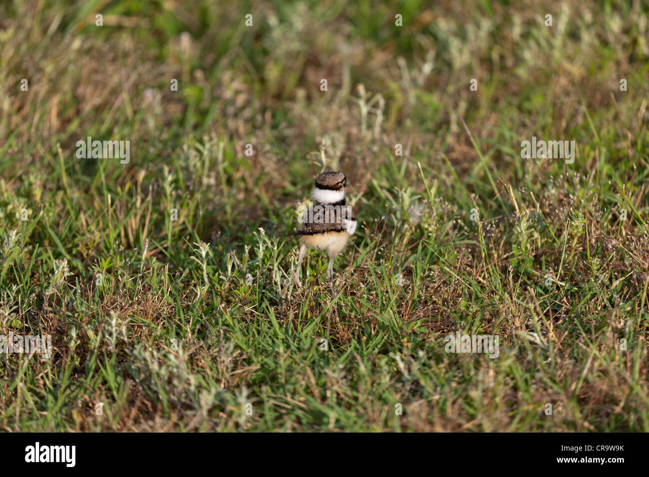 Young killdeer running away in the grass Stock Photo - Alamy