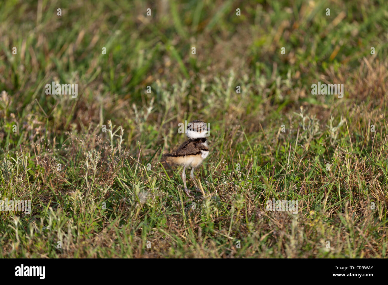 Killdeer and young hi-res stock photography and images - Alamy