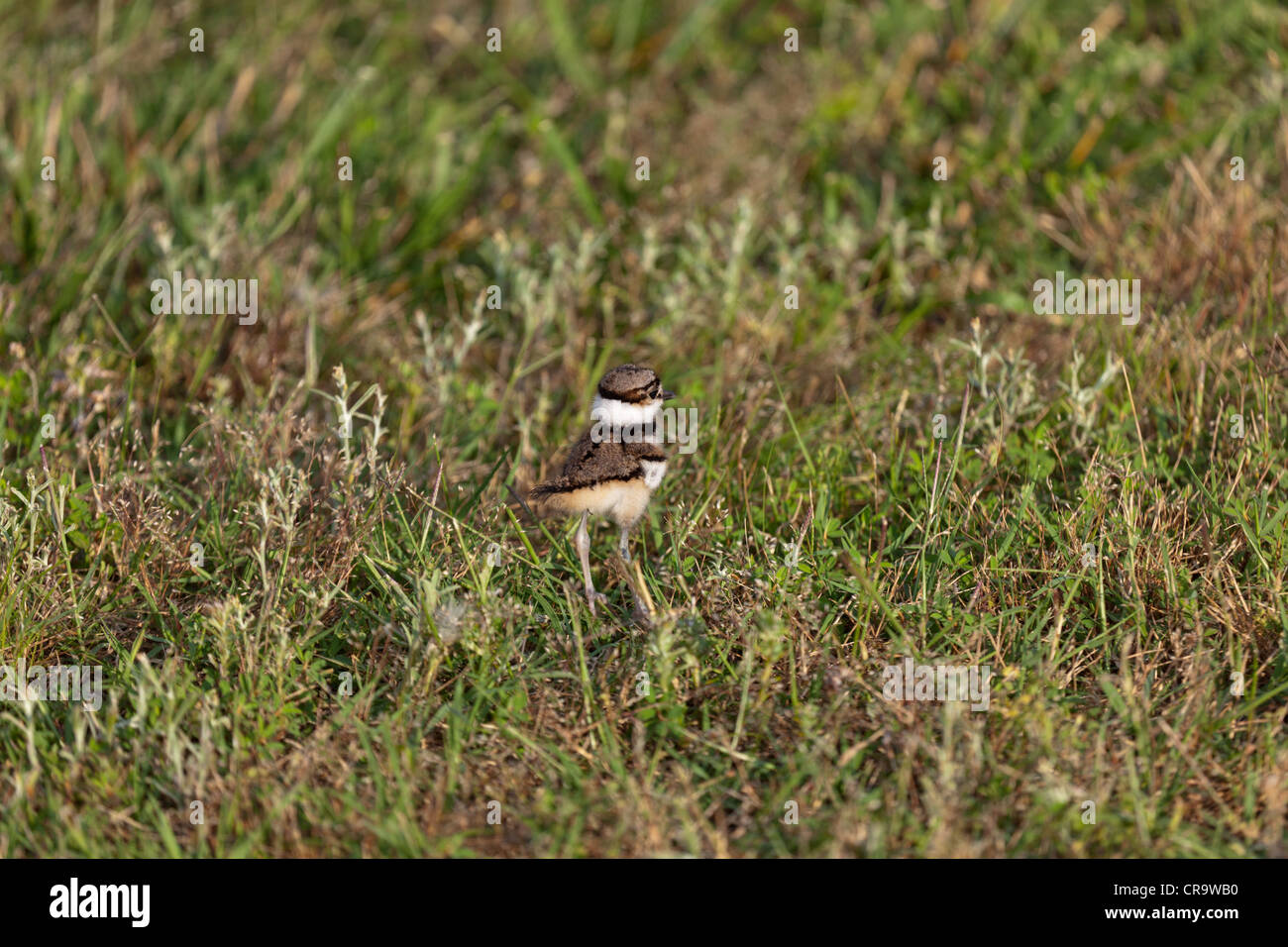 Baby Killdeer High Resolution Stock Photography and Images - Alamy