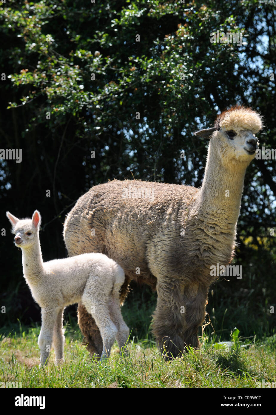 Cria Stock Photos & Cria Stock Images - Alamy