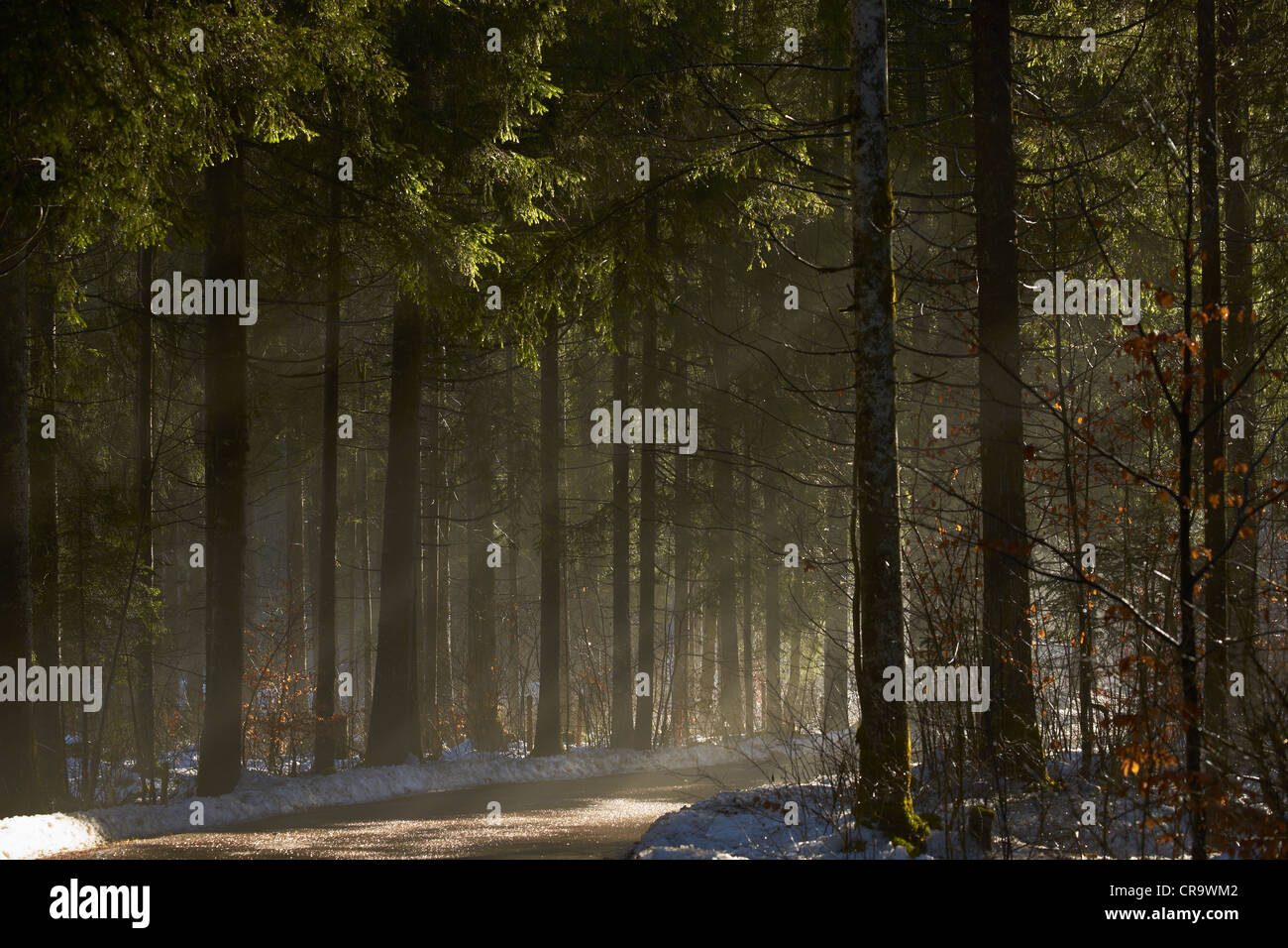 Sun rays in winter hi-res stock photography and images - Alamy