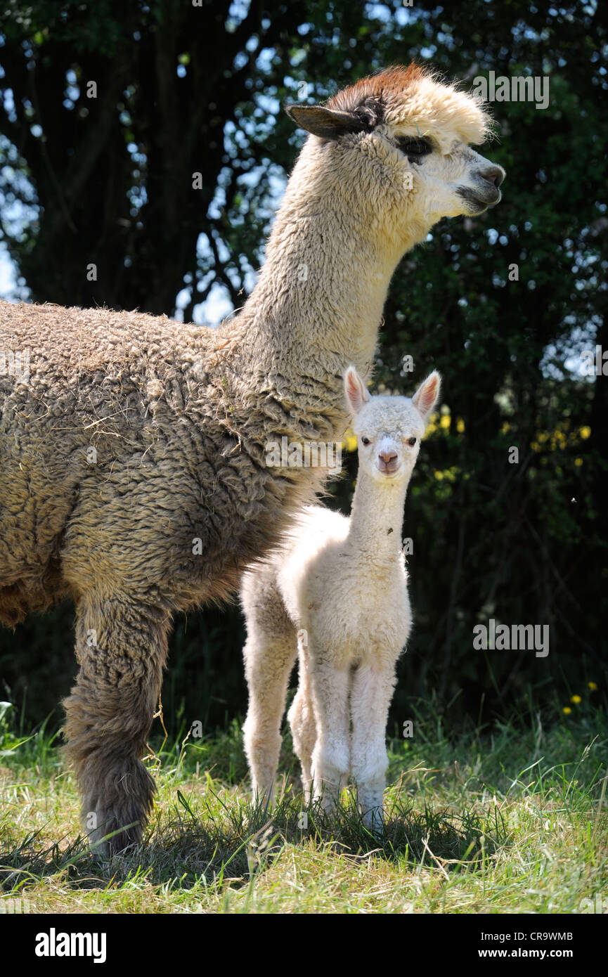 Cria Stock Photos & Cria Stock Images - Alamy