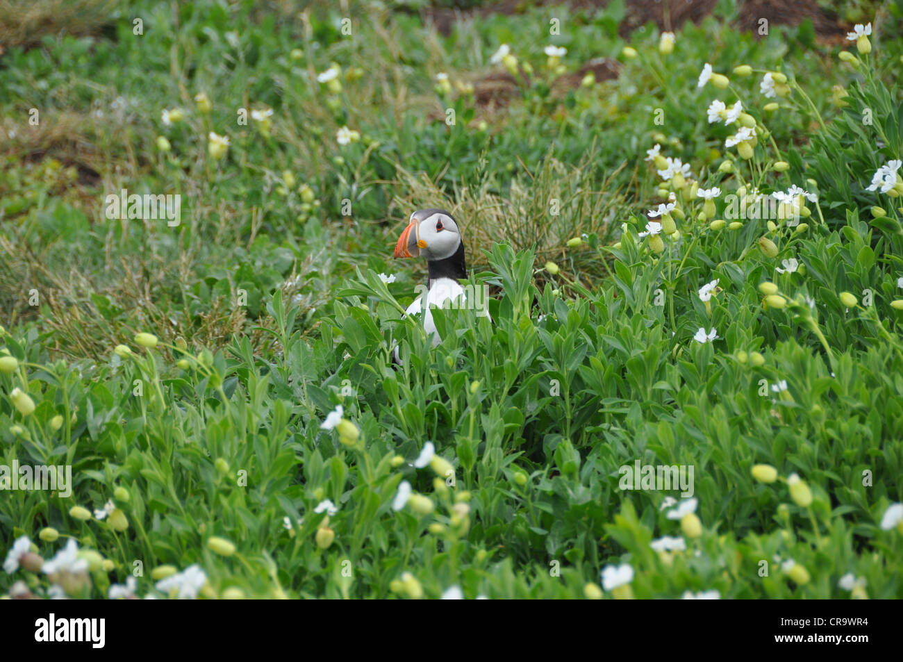 Popping Flowers High Resolution Stock Photography and Images - Alamy