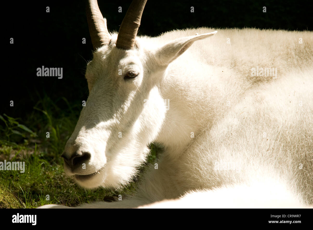 Basic metabolism hi-res stock photography and images - Alamy