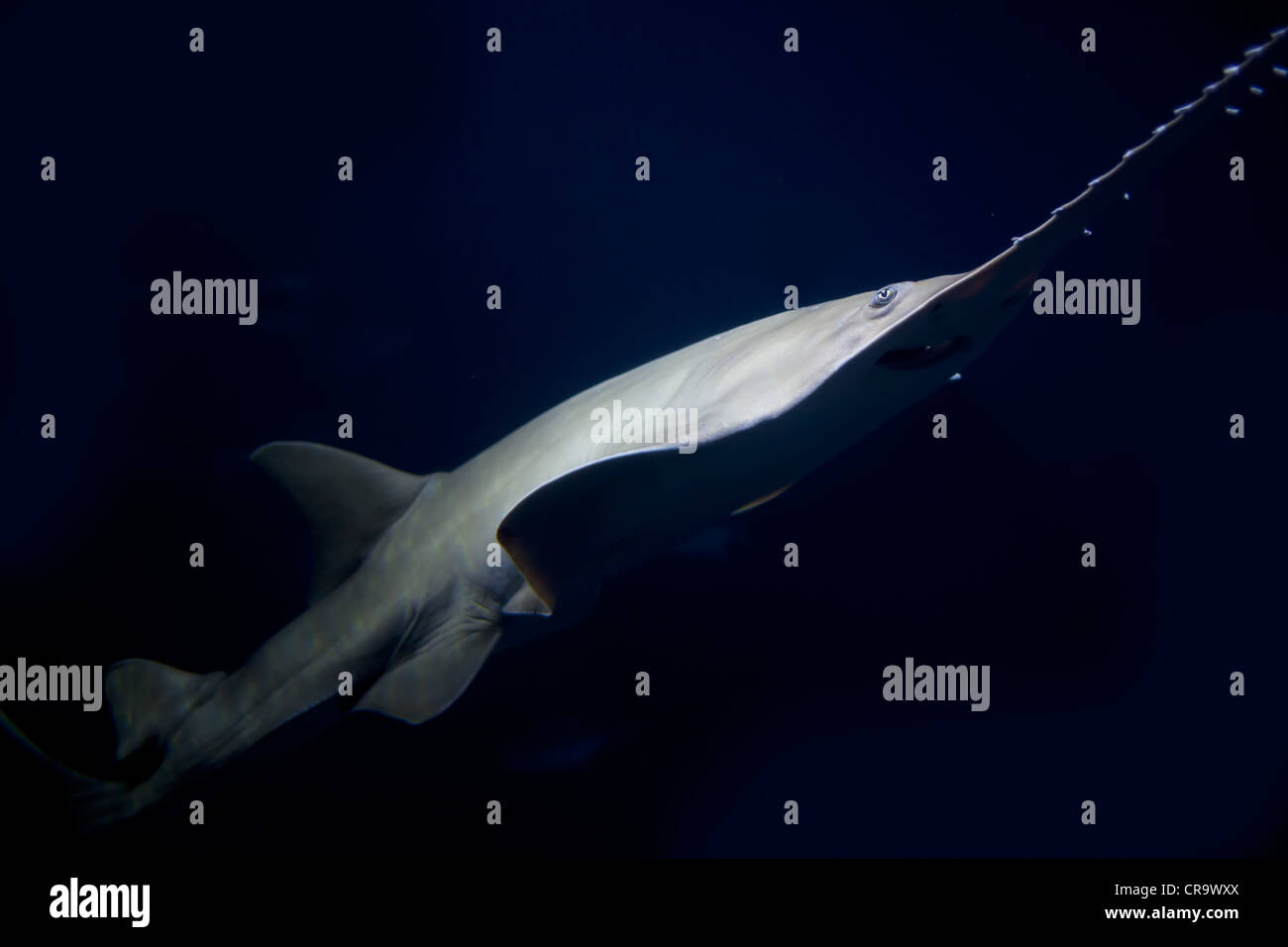 Sword fish hi-res stock photography and images - Alamy