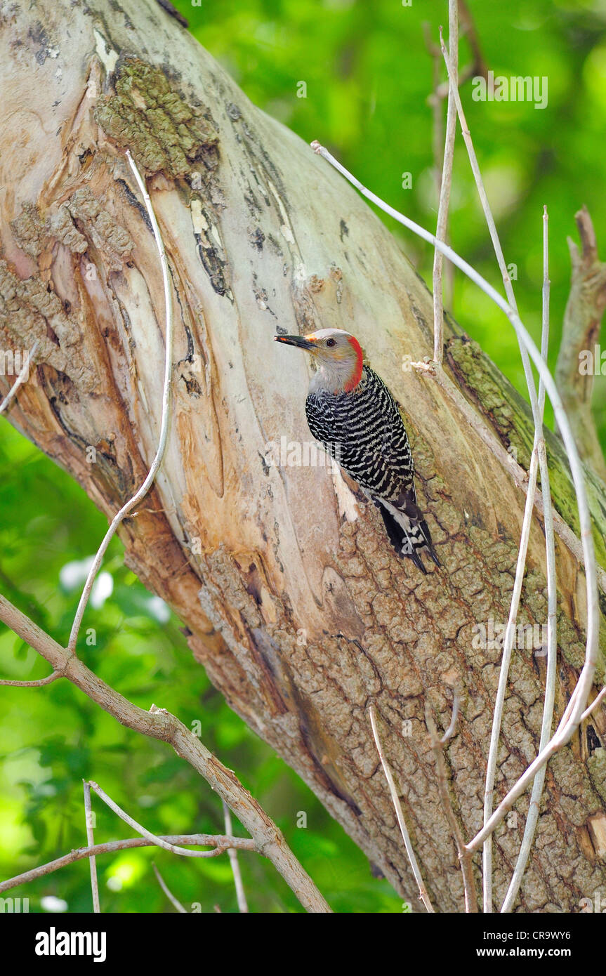 Young red bellied woodpecker hi-res stock photography and images - Alamy