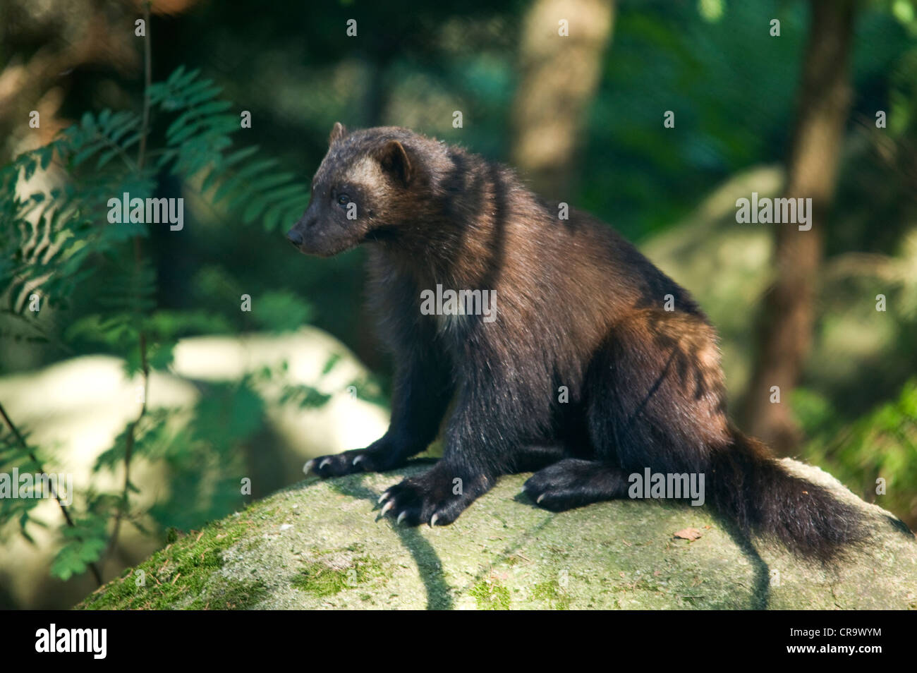 Wolverine, Gulo gulo Stock Photo - Alamy