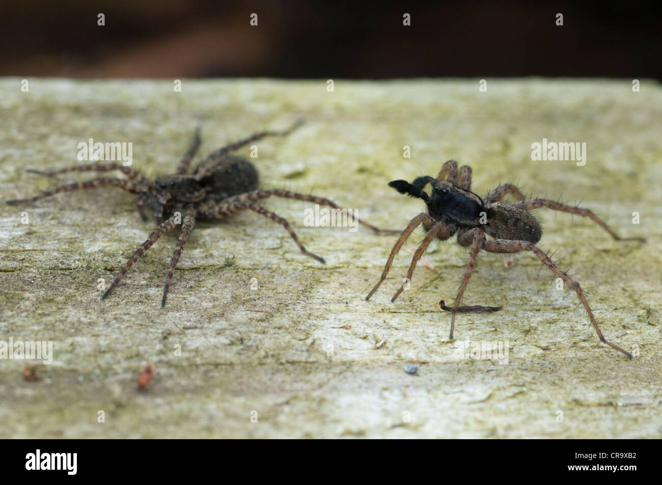 Wolf Spider (Pardosa lugubris) performing courtship ritual dance Stock ...