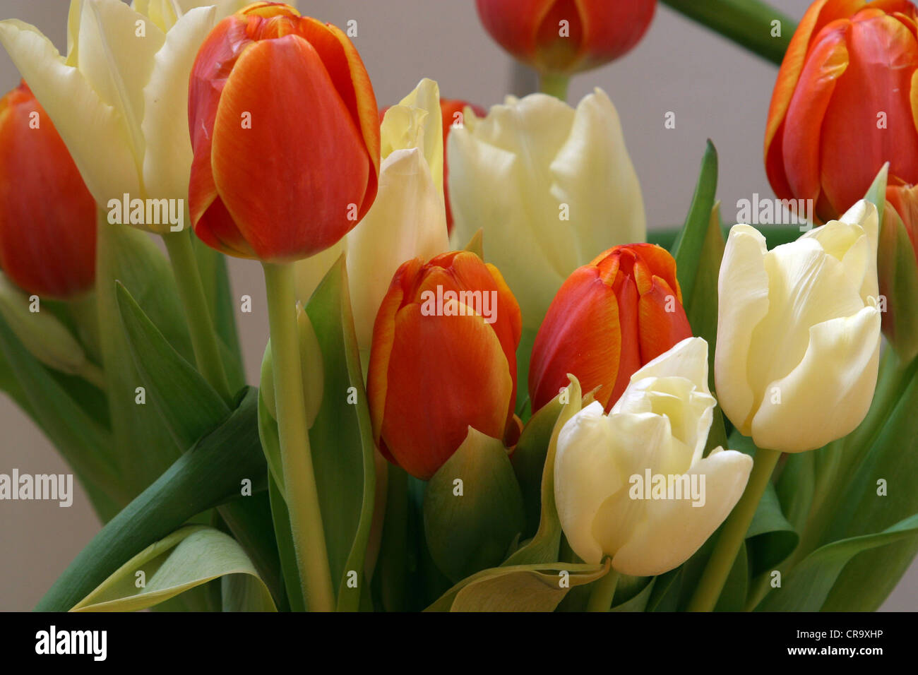 Tulips in full bloom Stock Photo - Alamy