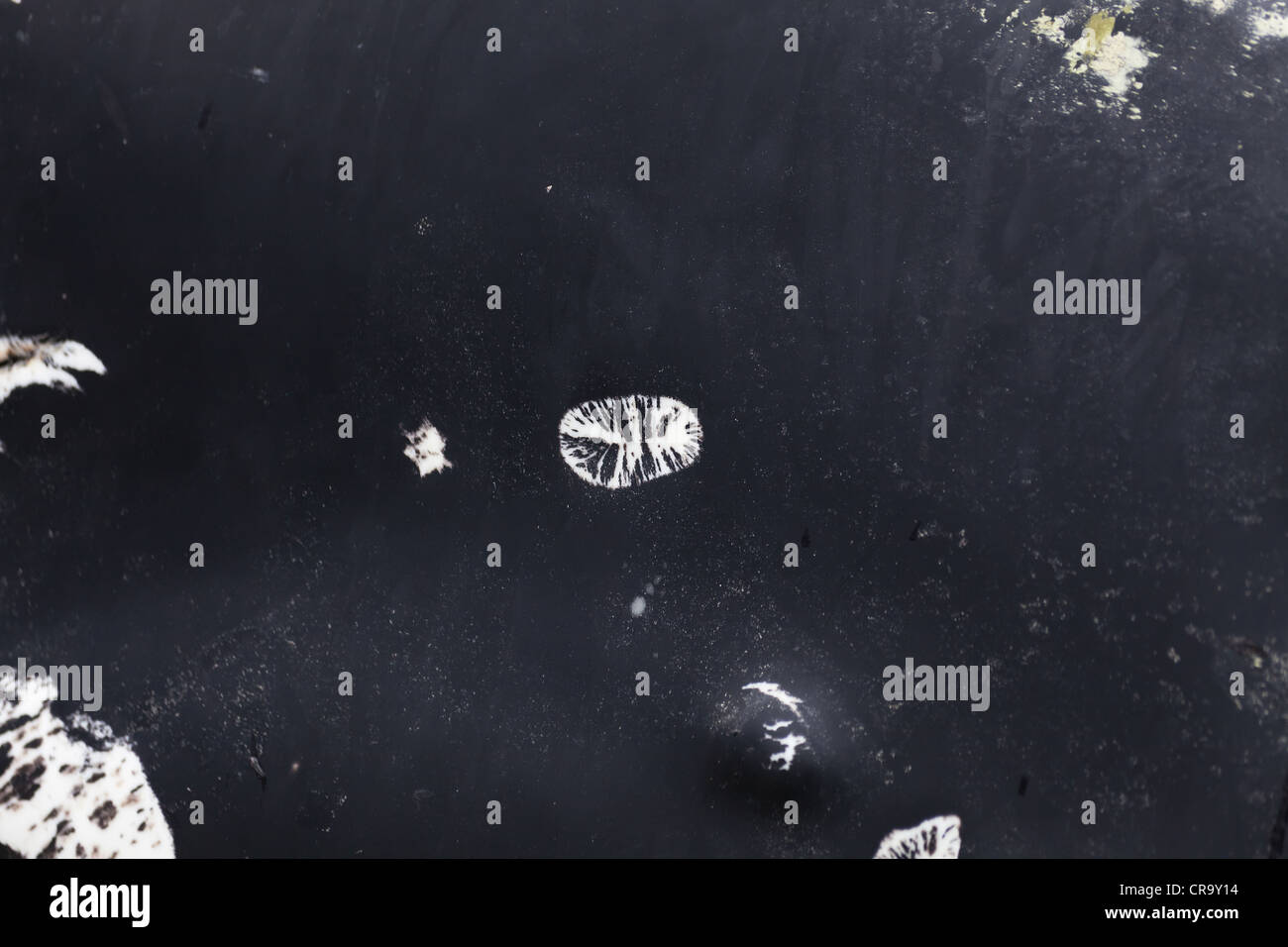 Juvenile Humpback whale skin close up Stock Photo - Alamy