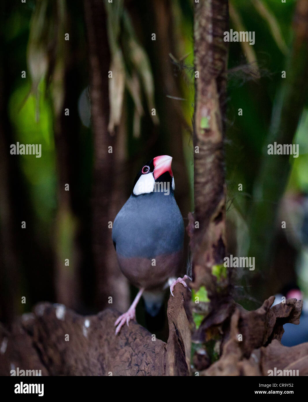 Java Sparrow or Finch, Padda Oryzivora Looking up Stock Photo - Alamy