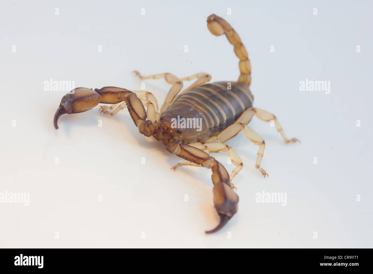 A small brown Cretan scorpion in a white ceramic sink Stock Photo - Alamy