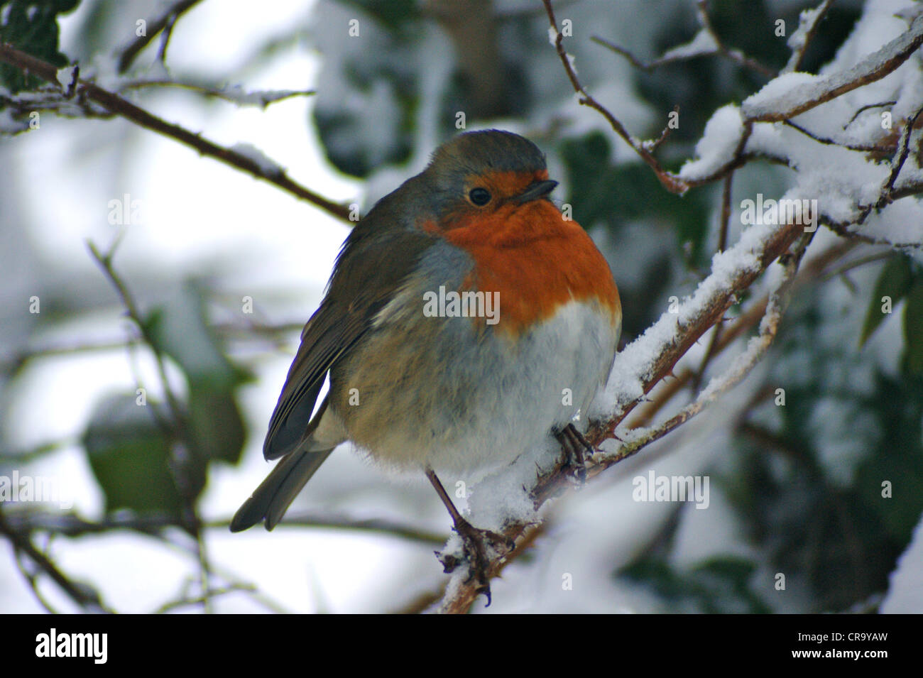 Robin winter scene hi-res stock photography and images - Alamy