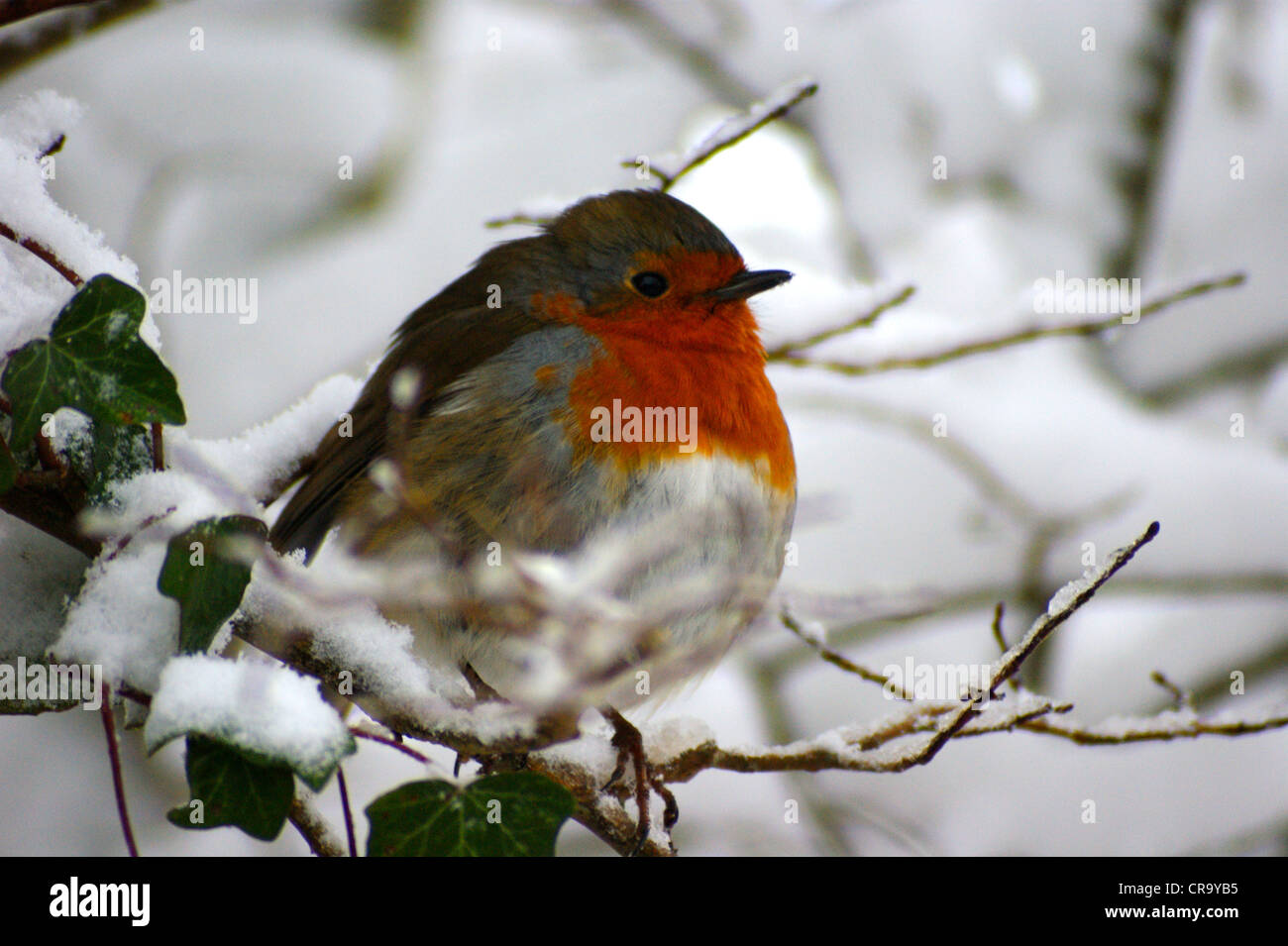 Robin winter scene hi-res stock photography and images - Alamy