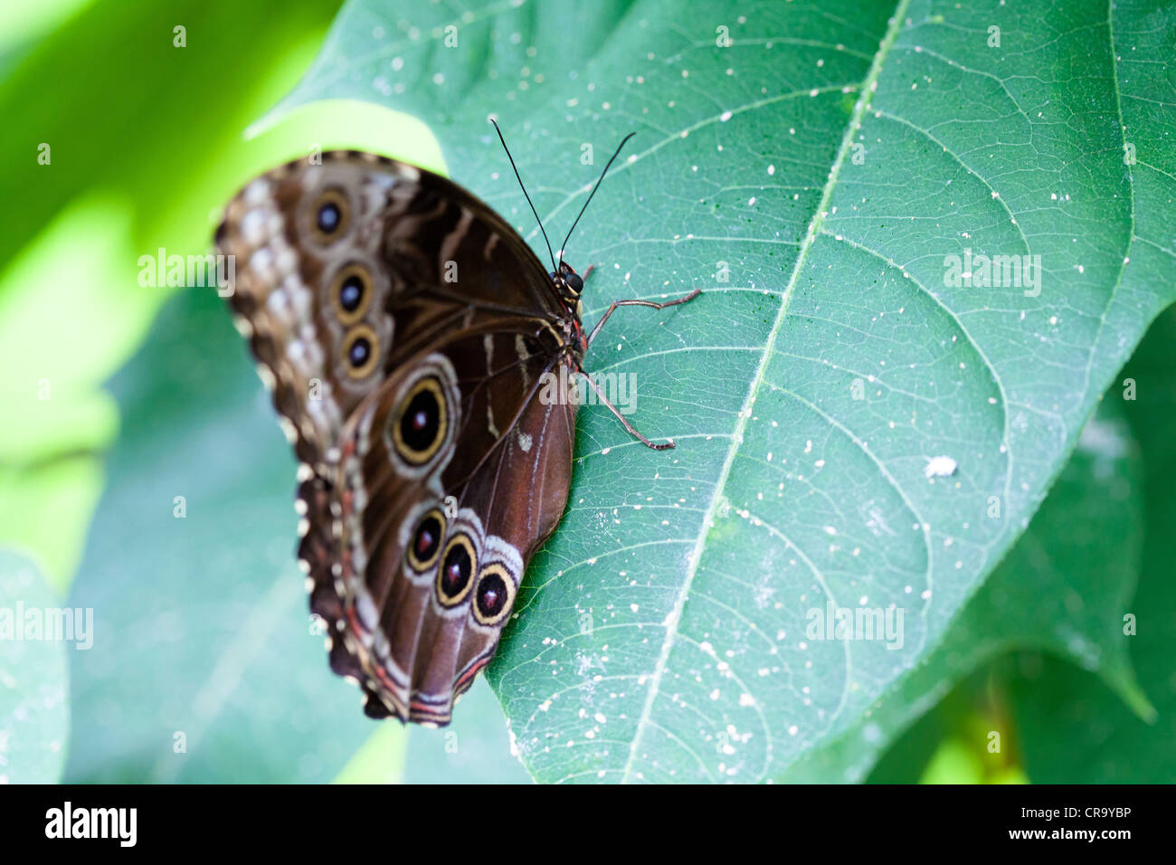 Owl Butterfly Caligo Memnon Resting on leaf see also CR9YD6 and CR9YEN ...