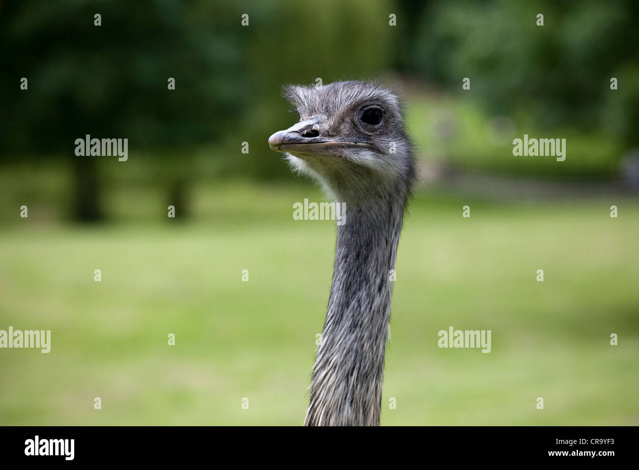 Rhea feathers hi-res stock photography and images - Alamy