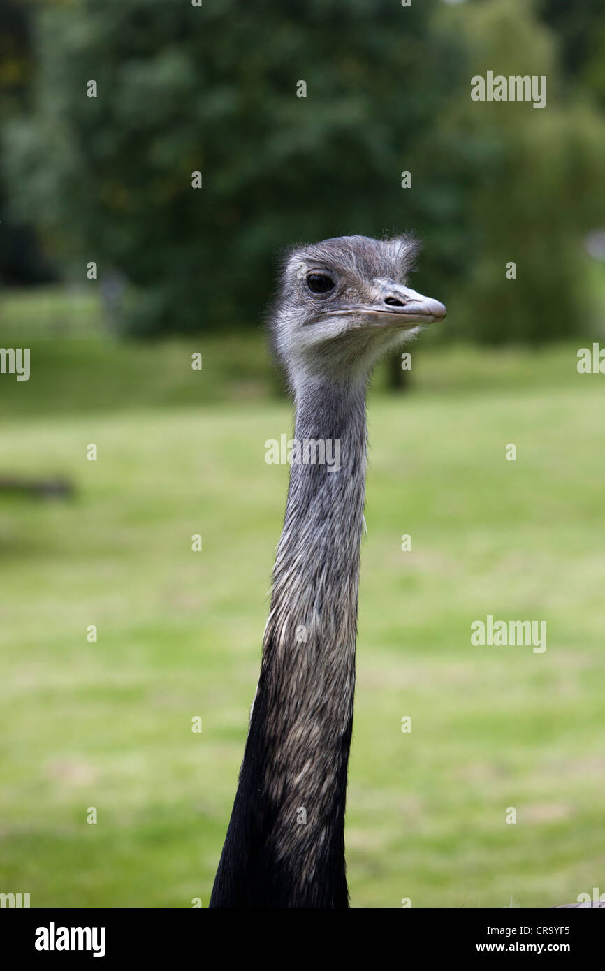Emu deer hi-res stock photography and images - Alamy