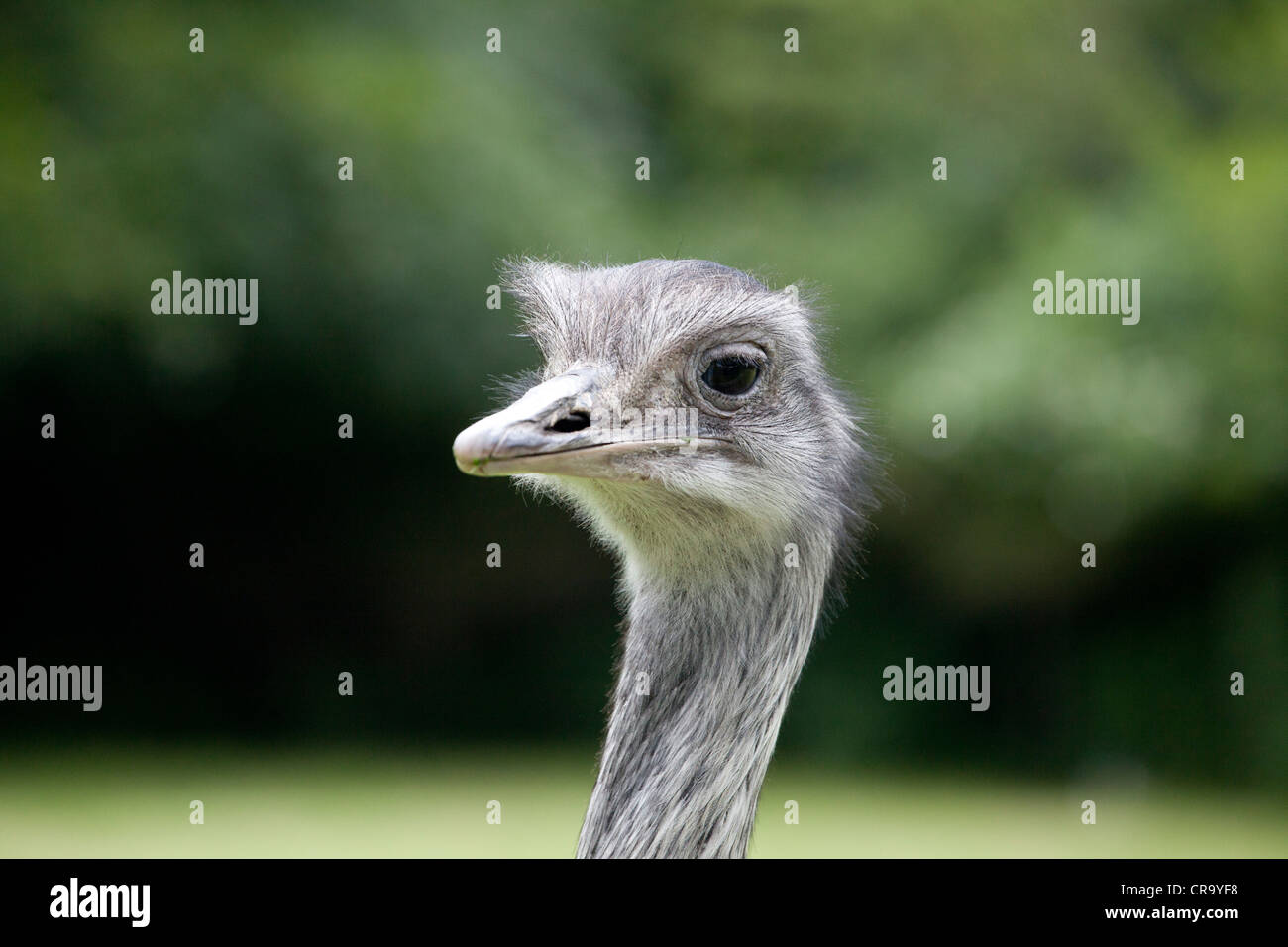 Emu deer hi-res stock photography and images - Alamy
