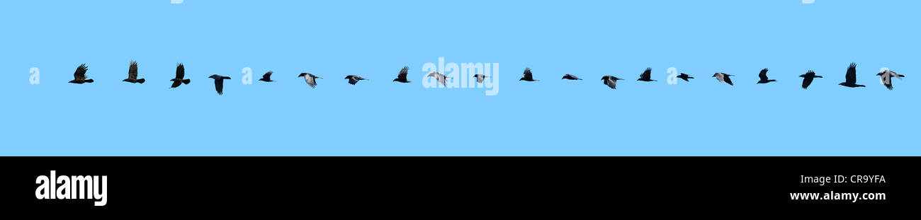 Raven flight sequence hi-res stock photography and images - Alamy