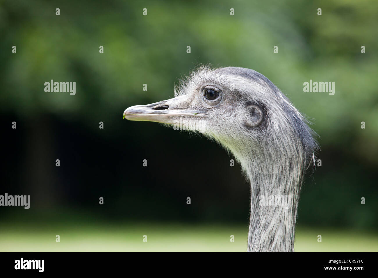 Rhea feathers hi-res stock photography and images - Alamy