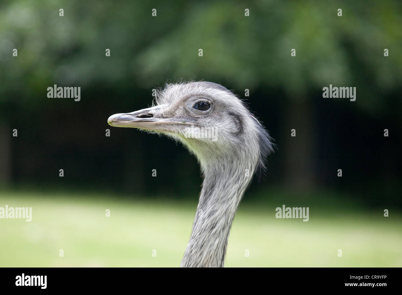 Rhea feathers hi-res stock photography and images - Alamy