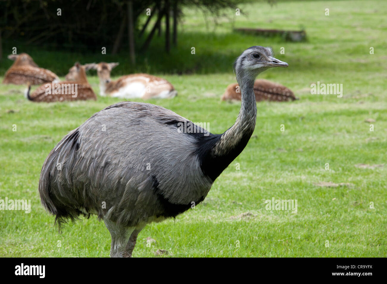 Emu deer hi-res stock photography and images - Alamy