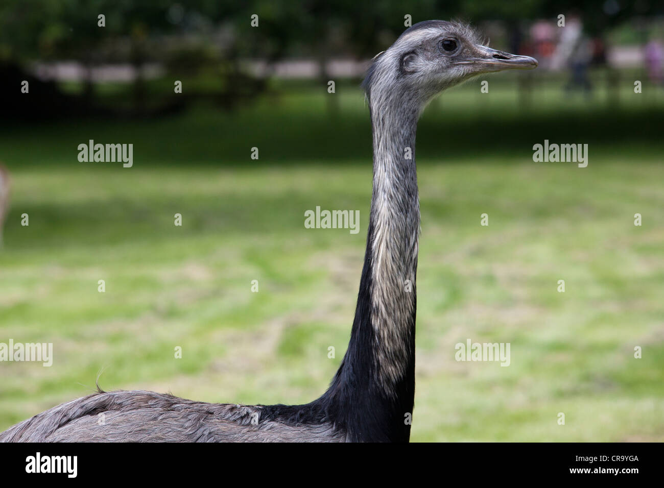 Grey feathers greater rhea hi-res stock photography and images - Alamy