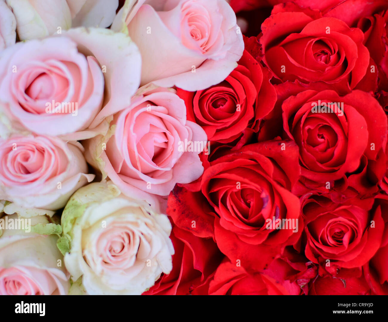 White and red roses background Stock Photo - Alamy
