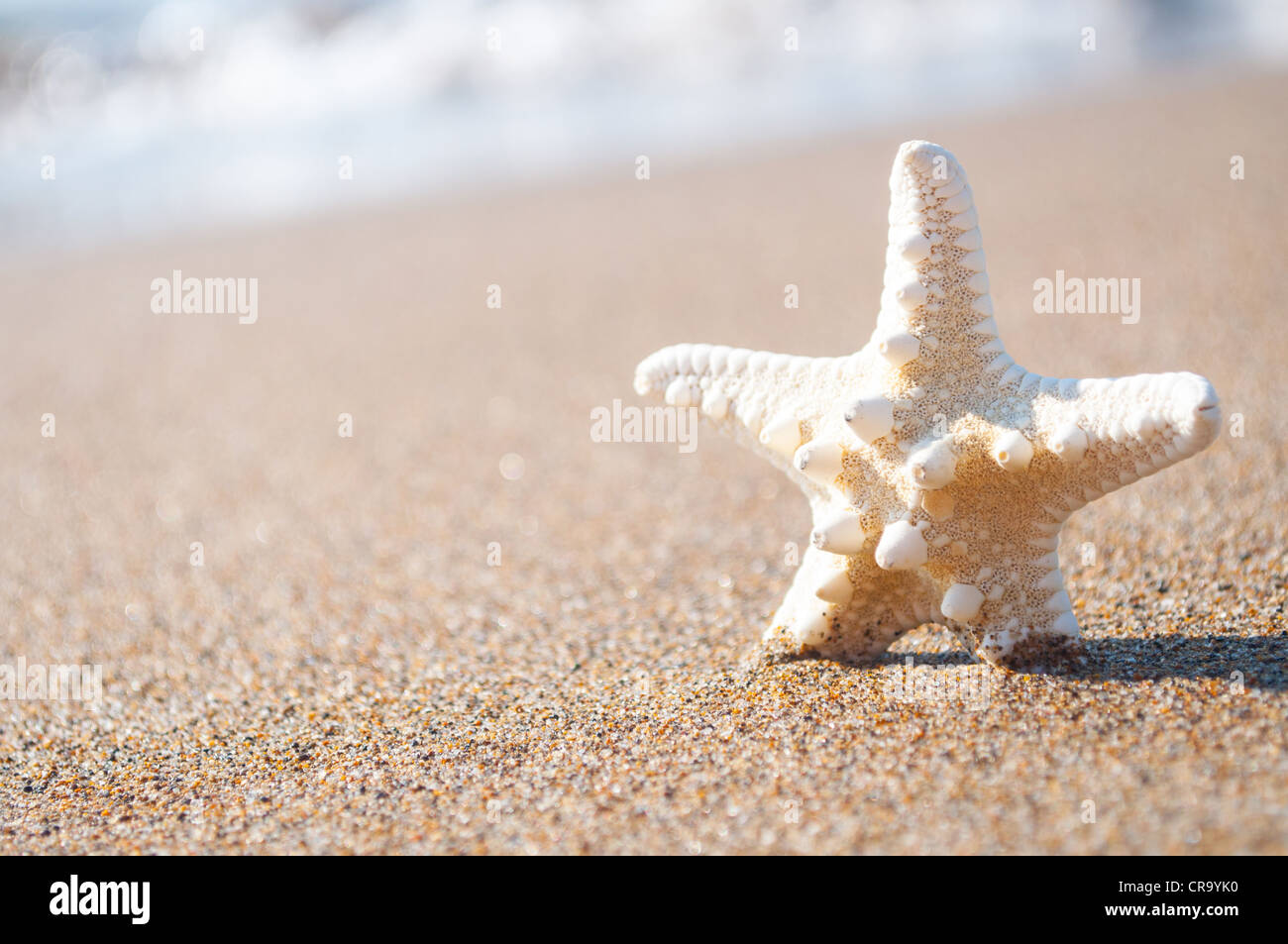 White starfish hi-res stock photography and images - Alamy