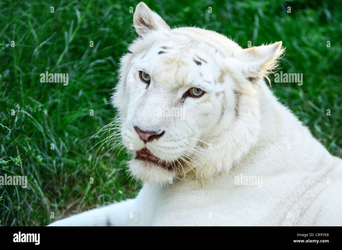 White tiger portrait Stock Photo - Alamy